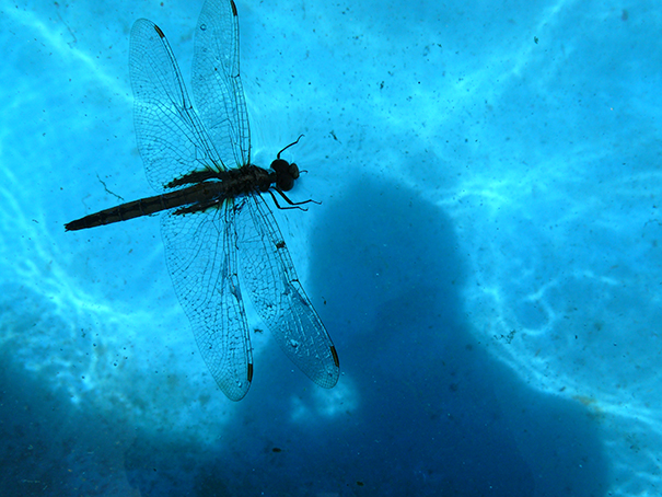 Le monde vu par un oiseau, une ballade photographique par Christophe ...