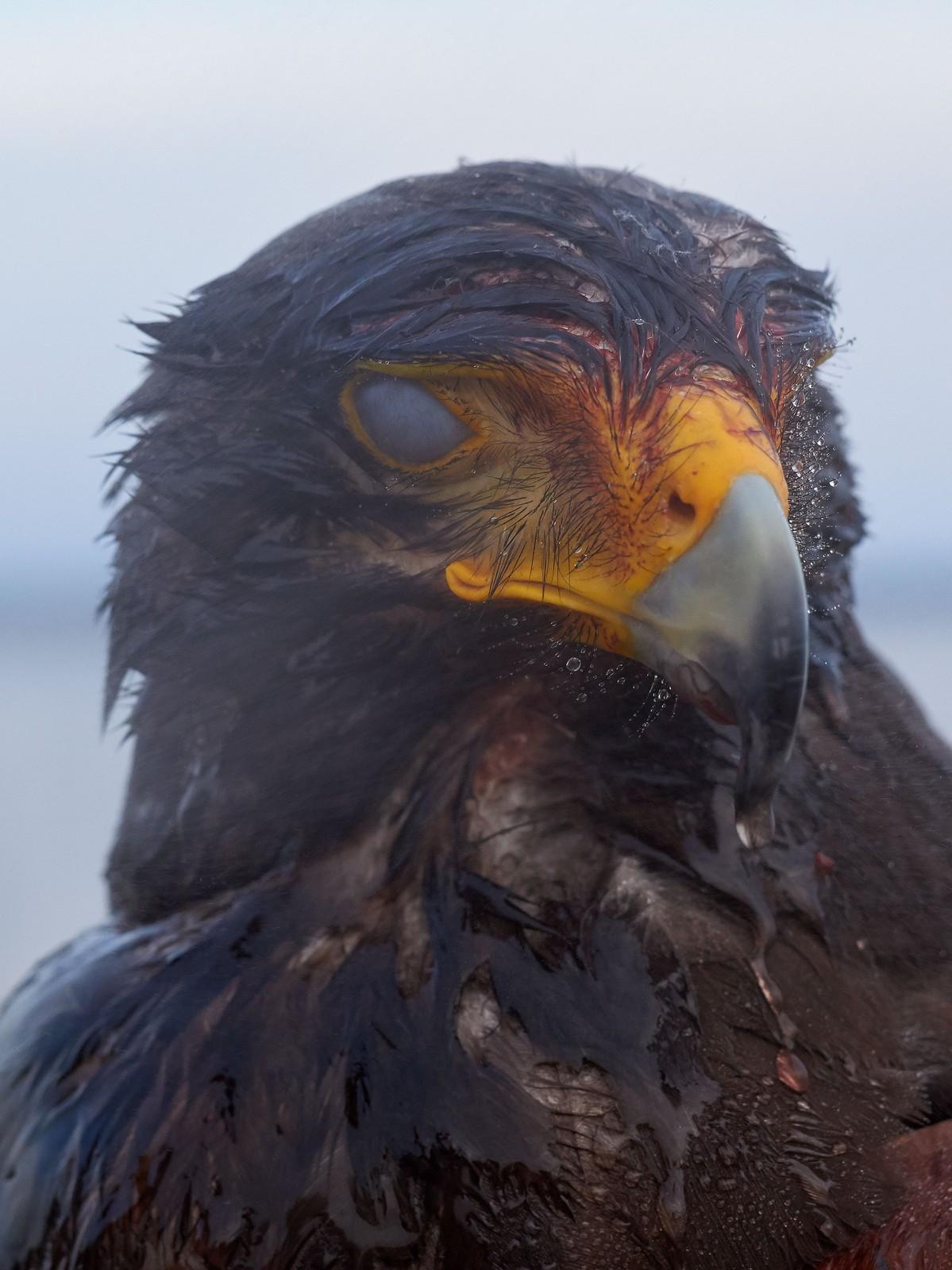 Hommage au corbeau inconnu, par Guillaume Simoneau, photographe – Le ...